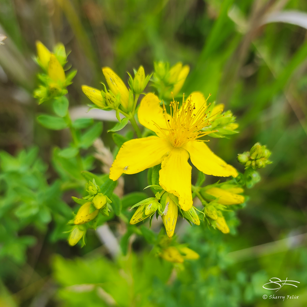 Sandy Hook Flora – Sherry Felix – port4u