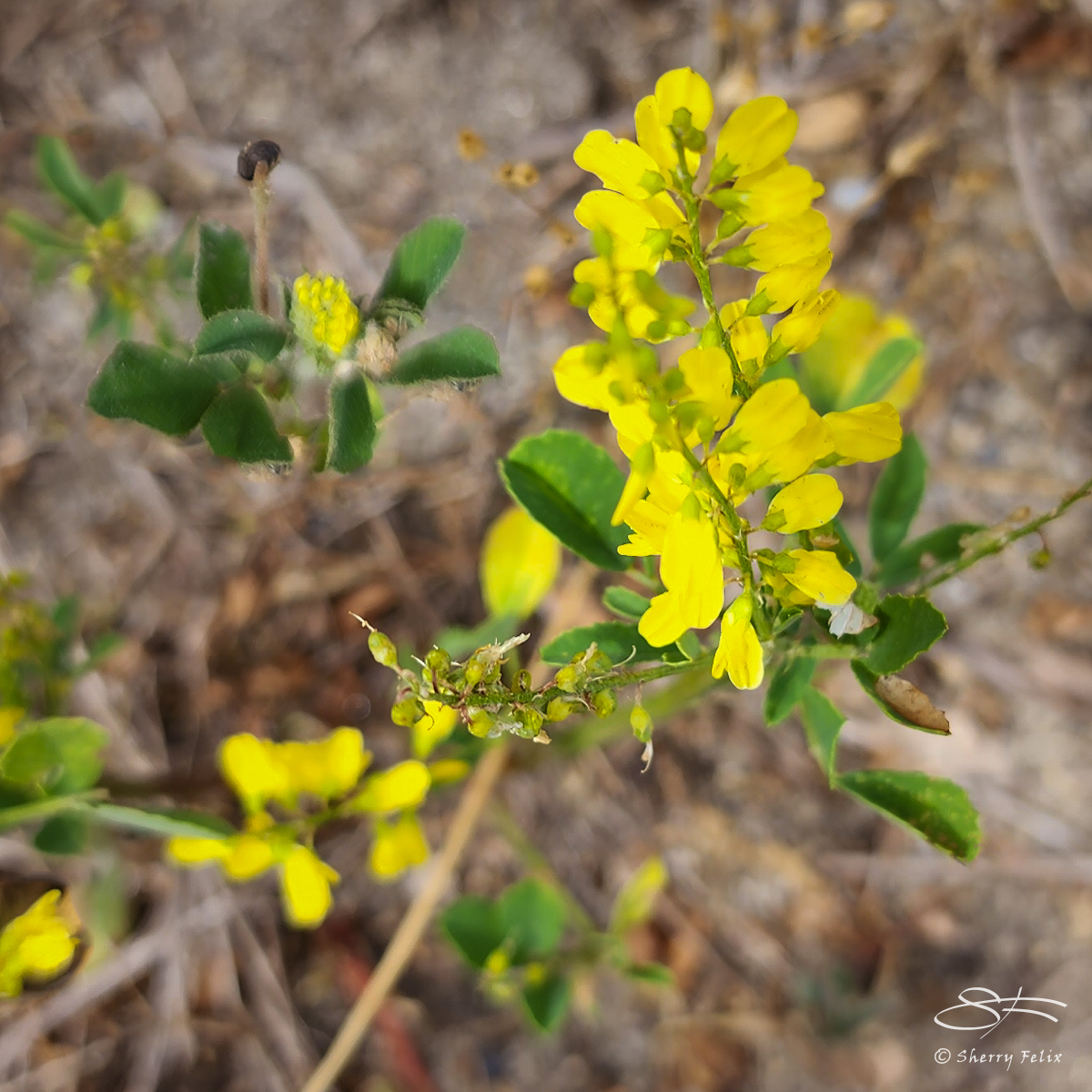 Sandy Hook Flora – Sherry Felix – port4u
