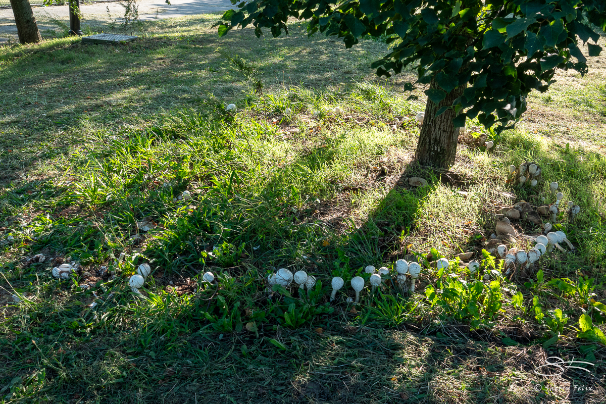 Calvert Vaux Park Flora – Sherry Felix – port4u