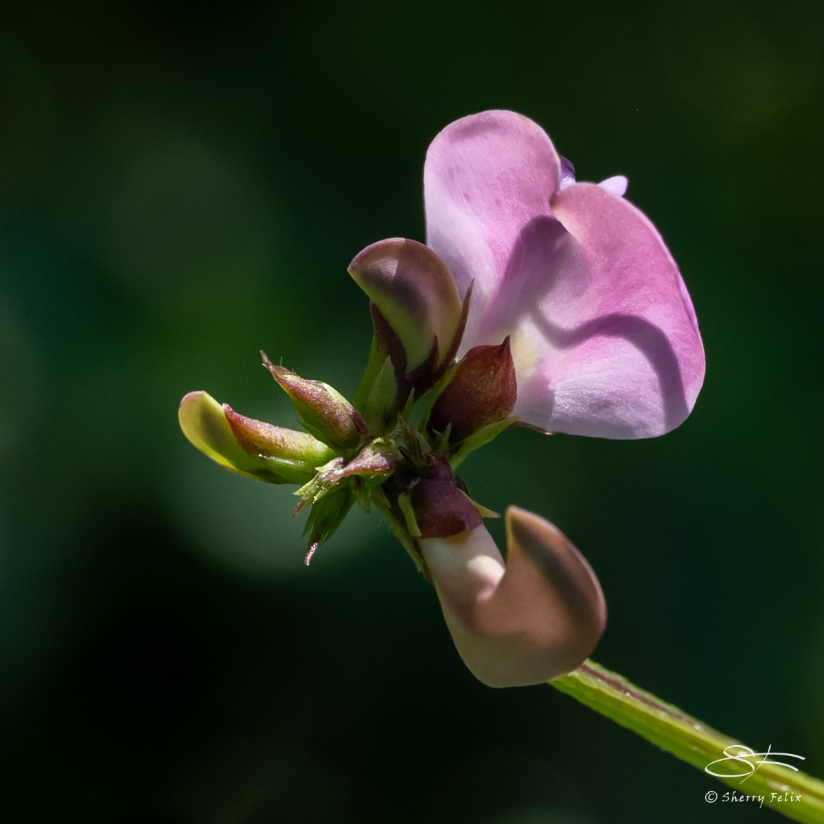 Calvert Vaux Park Flora – Sherry Felix – port4u