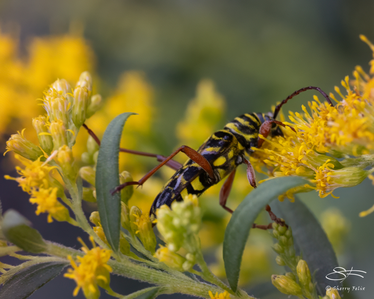 Calvert Vaux Park Fauna – Sherry Felix – port4u