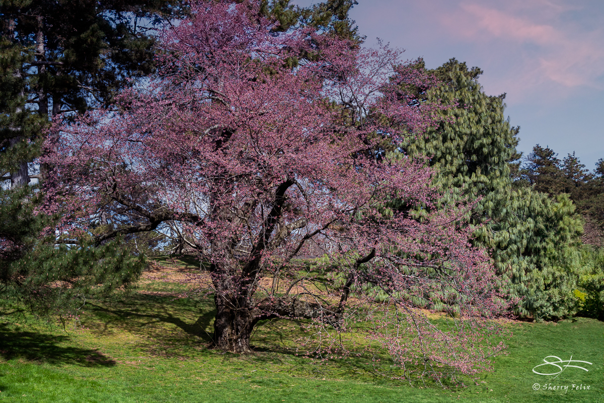 NYBG Trees – Sherry Felix – port4u