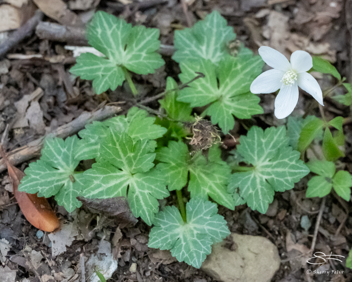 Stony Man 2 of 2 – Sherry Felix – port4u