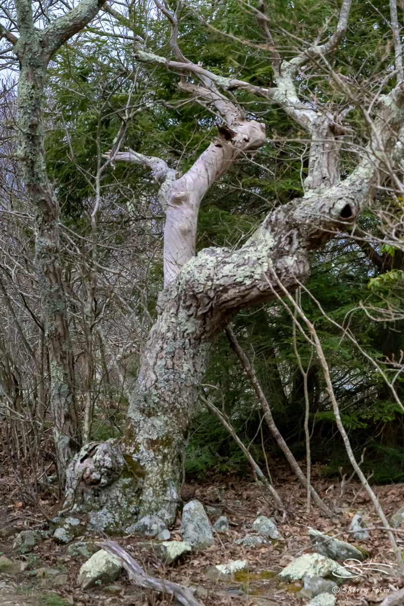 Stony Man 2 of 2 – Sherry Felix – port4u