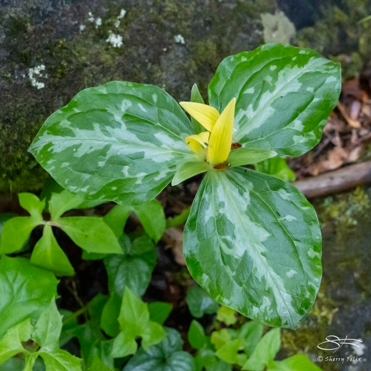 Plants in Roaring Forks – Sherry Felix – port4u