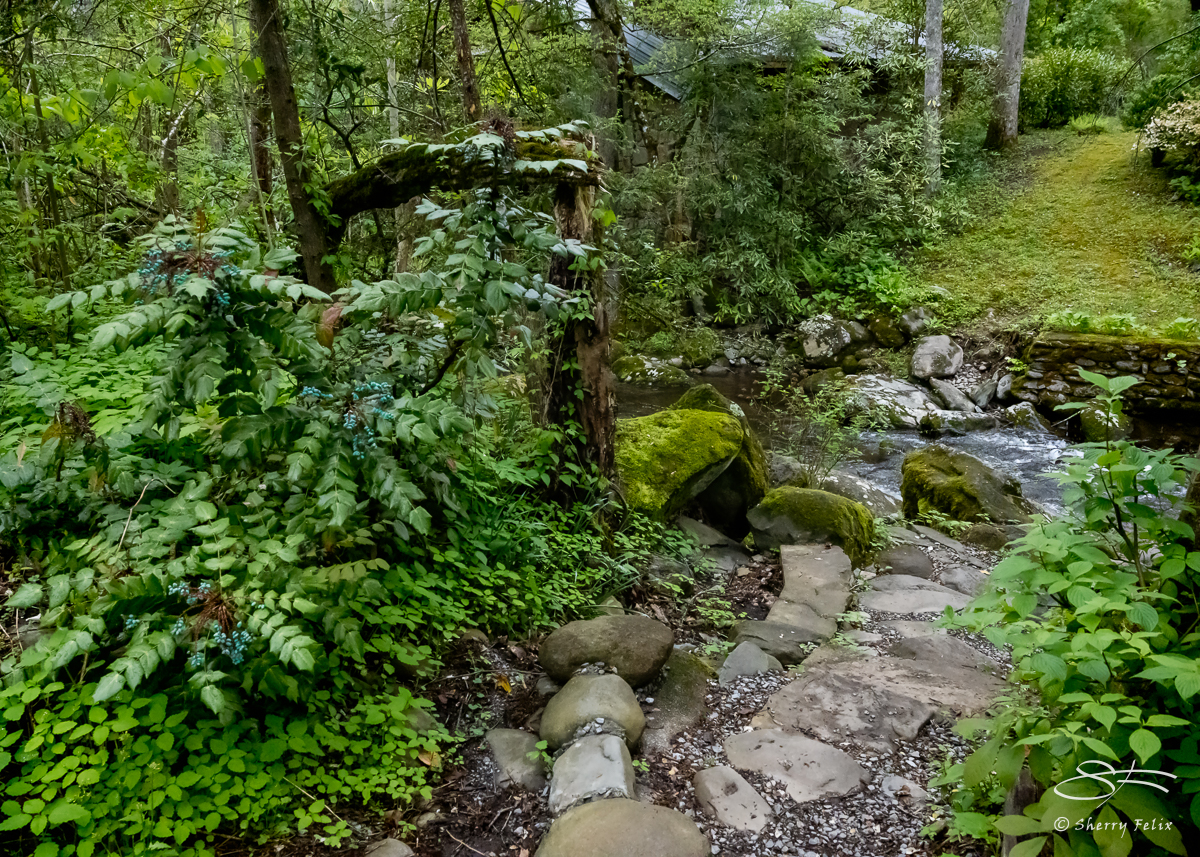 Plants in Roaring Forks – Sherry Felix – port4u