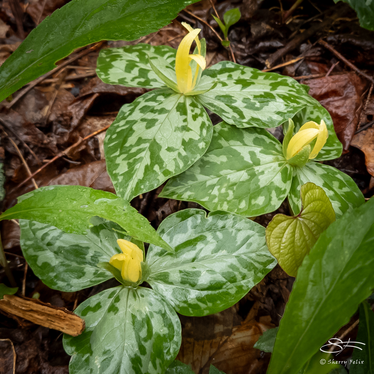 Plants in Roaring Forks – Sherry Felix – port4u