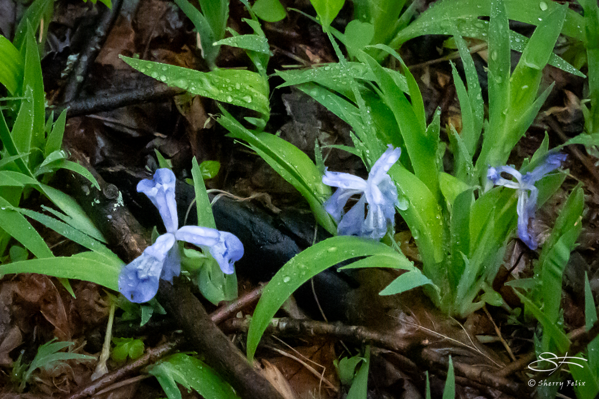 Plants in Roaring Forks – Sherry Felix – port4u