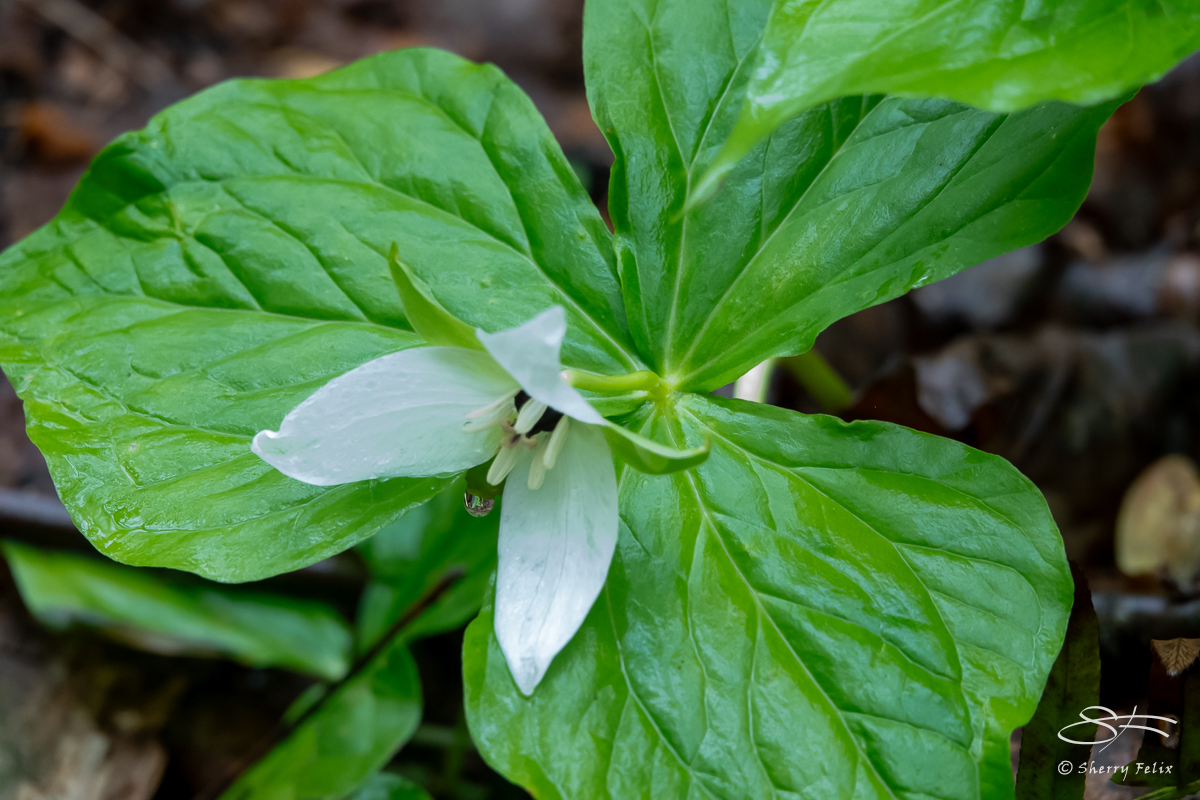 Plants in Roaring Forks – Sherry Felix – port4u