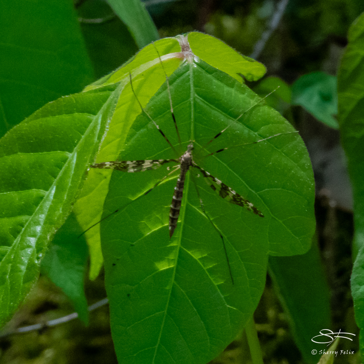 Roaring Fork Plants – Sherry Felix – port4u