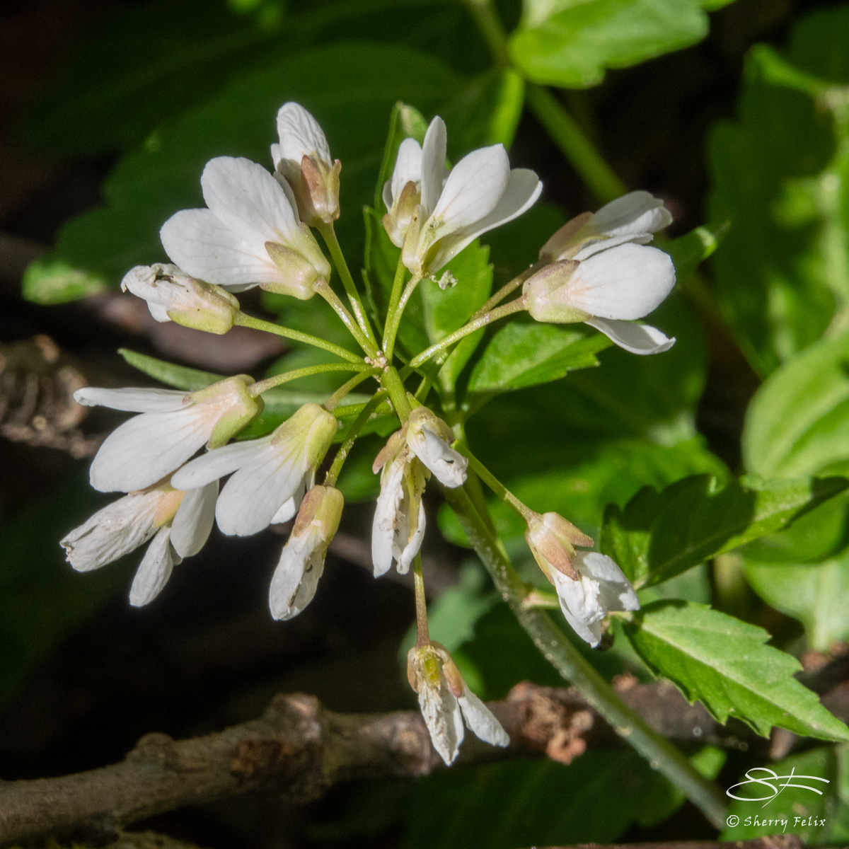 Roaring Fork Plants – Sherry Felix – port4u