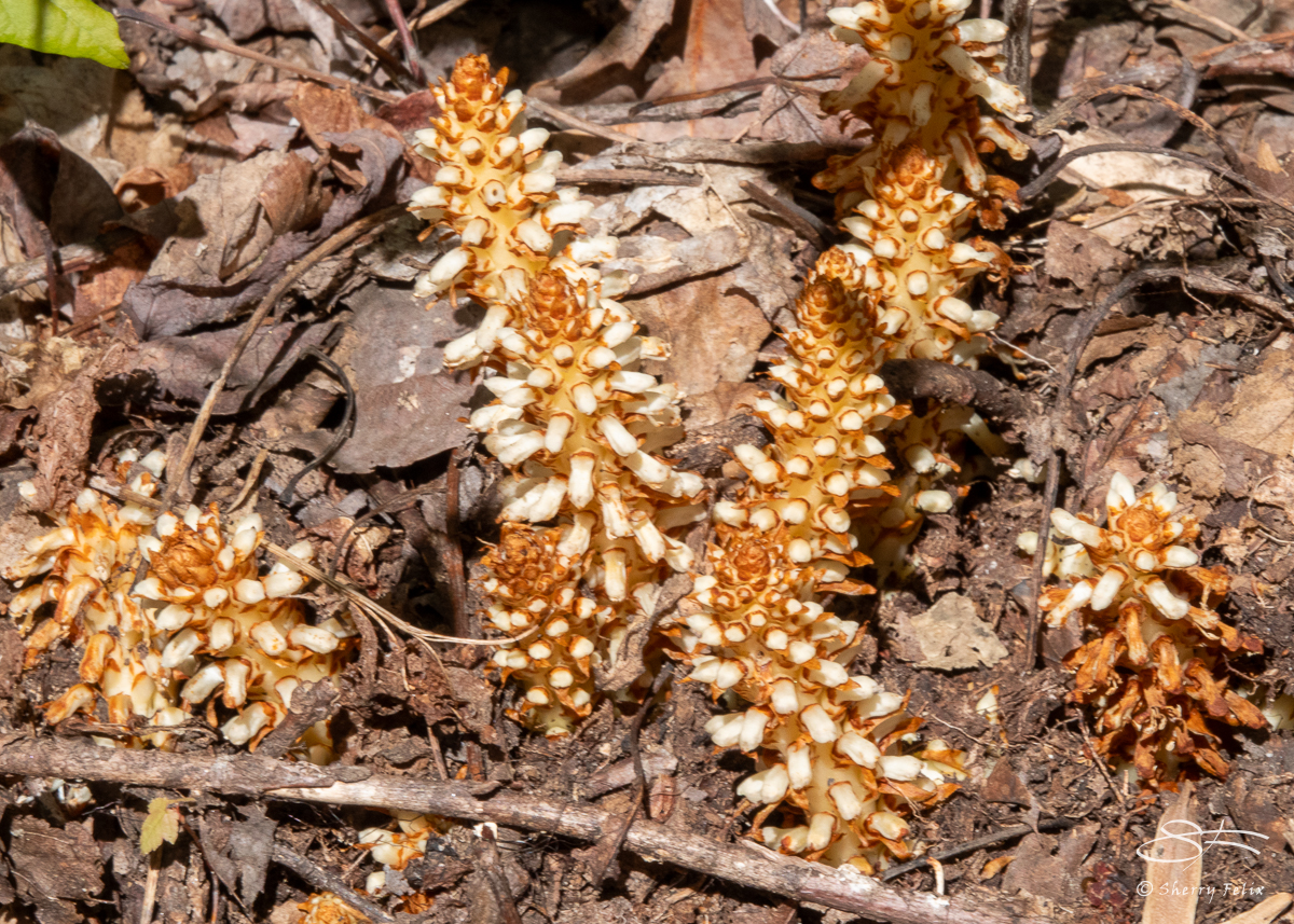 Roaring Fork Plants – Sherry Felix – port4u