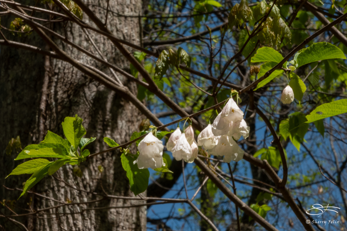 Roaring Fork Plants – Sherry Felix – port4u