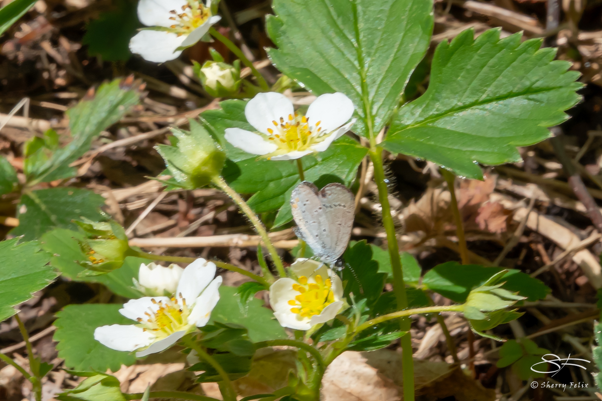Roaring Fork Plants – Sherry Felix – port4u