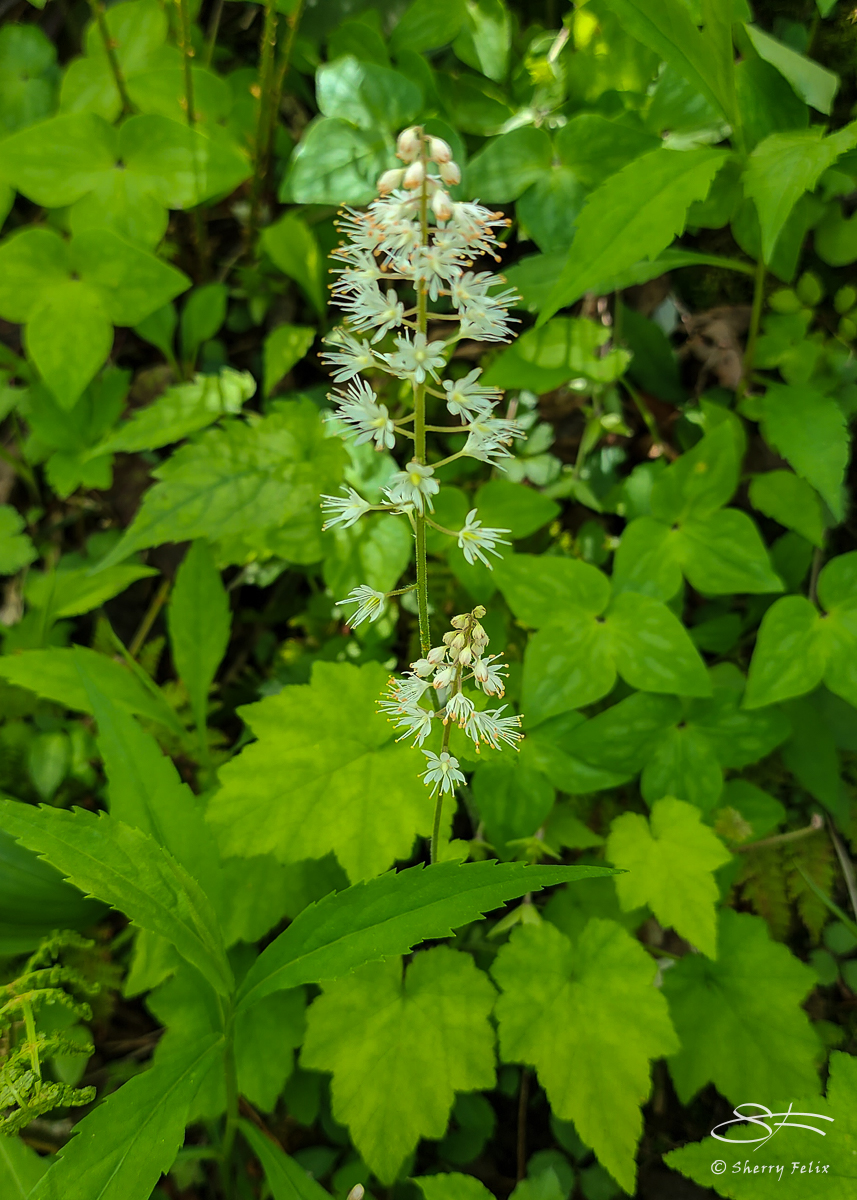 Roaring Fork Plants – Sherry Felix – port4u