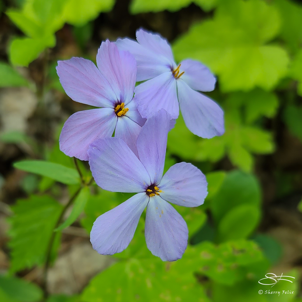 Roaring Fork Plants – Sherry Felix – port4u