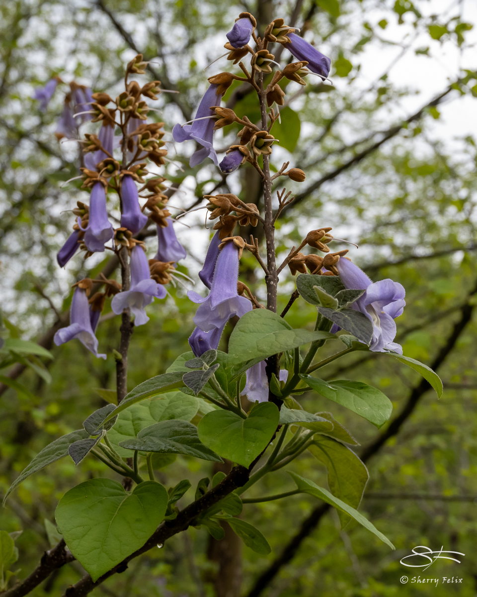 Great Smokey Mts Nature – Sherry Felix – port4u