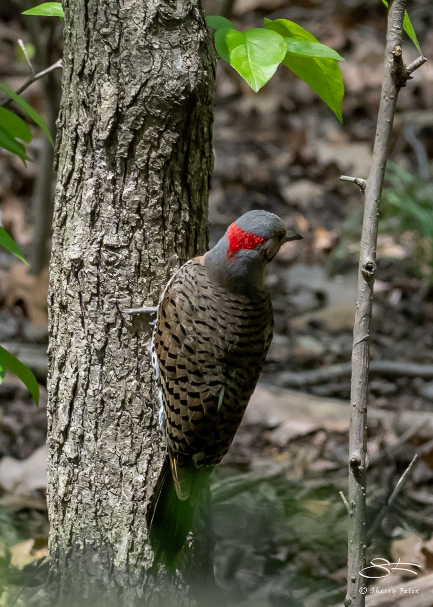 Central Park May Birds – Sherry Felix – port4u