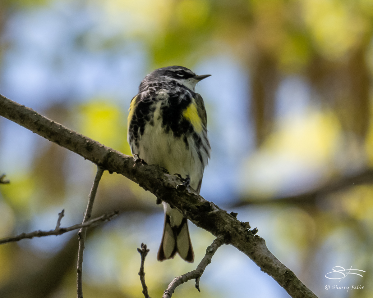 Central Park May Birds – Sherry Felix – port4u