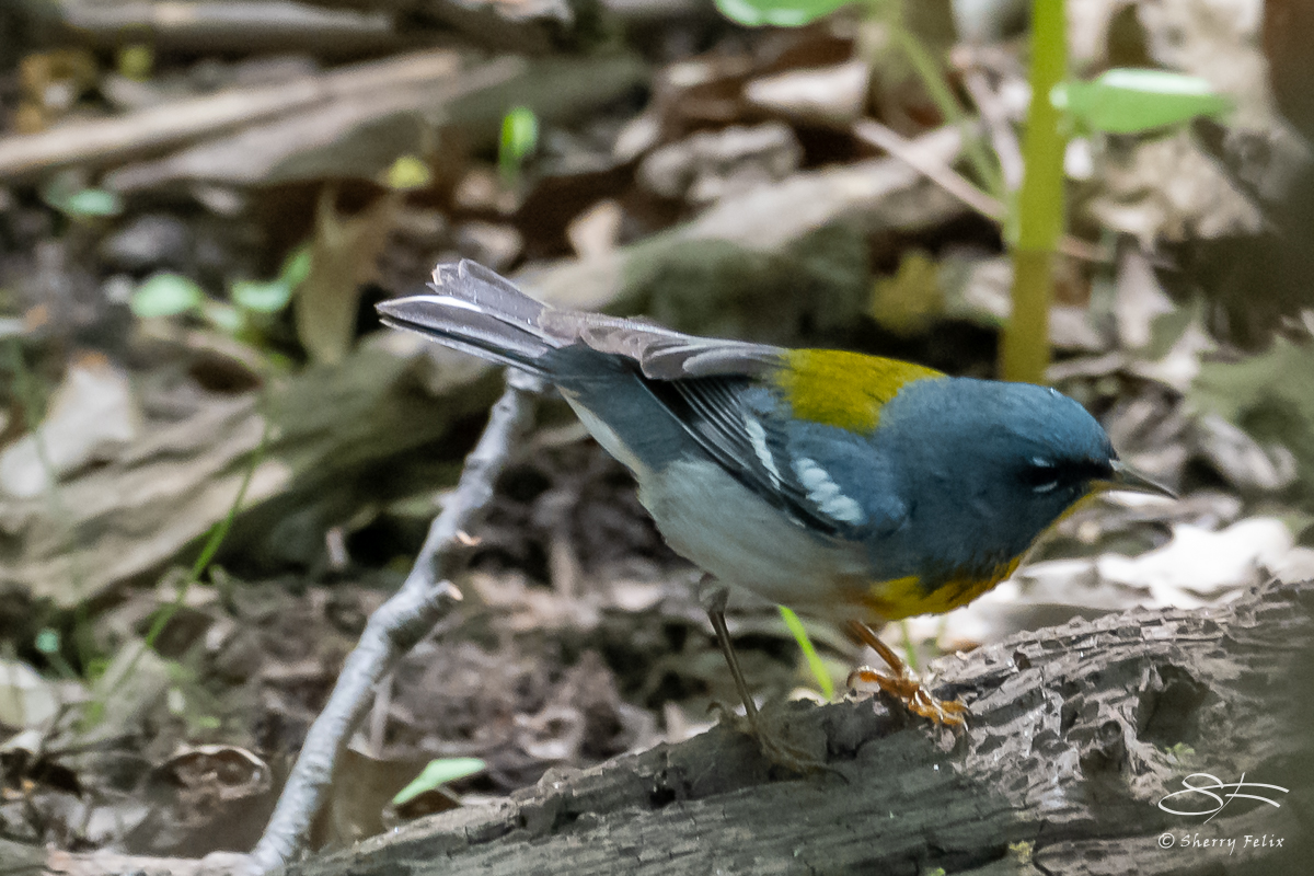 Central Park May Birds – Sherry Felix – port4u