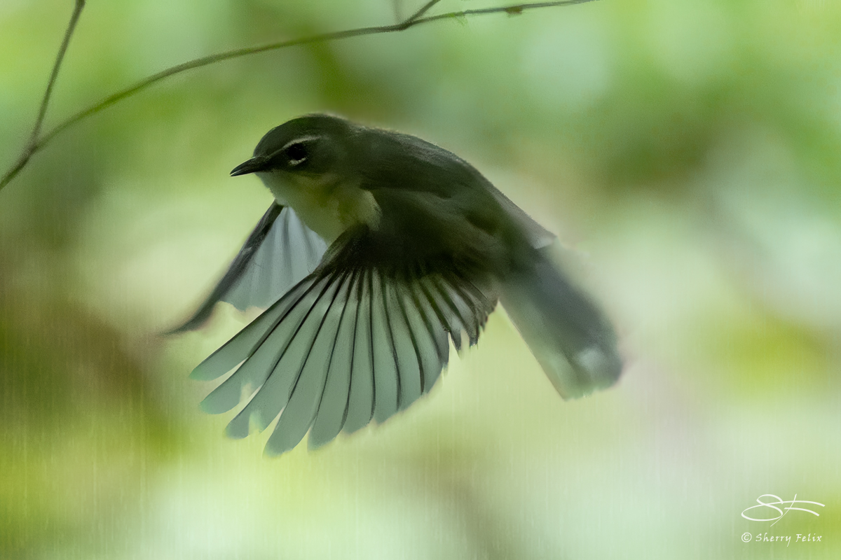 Central Park Mid May Birds – Sherry Felix – port4u