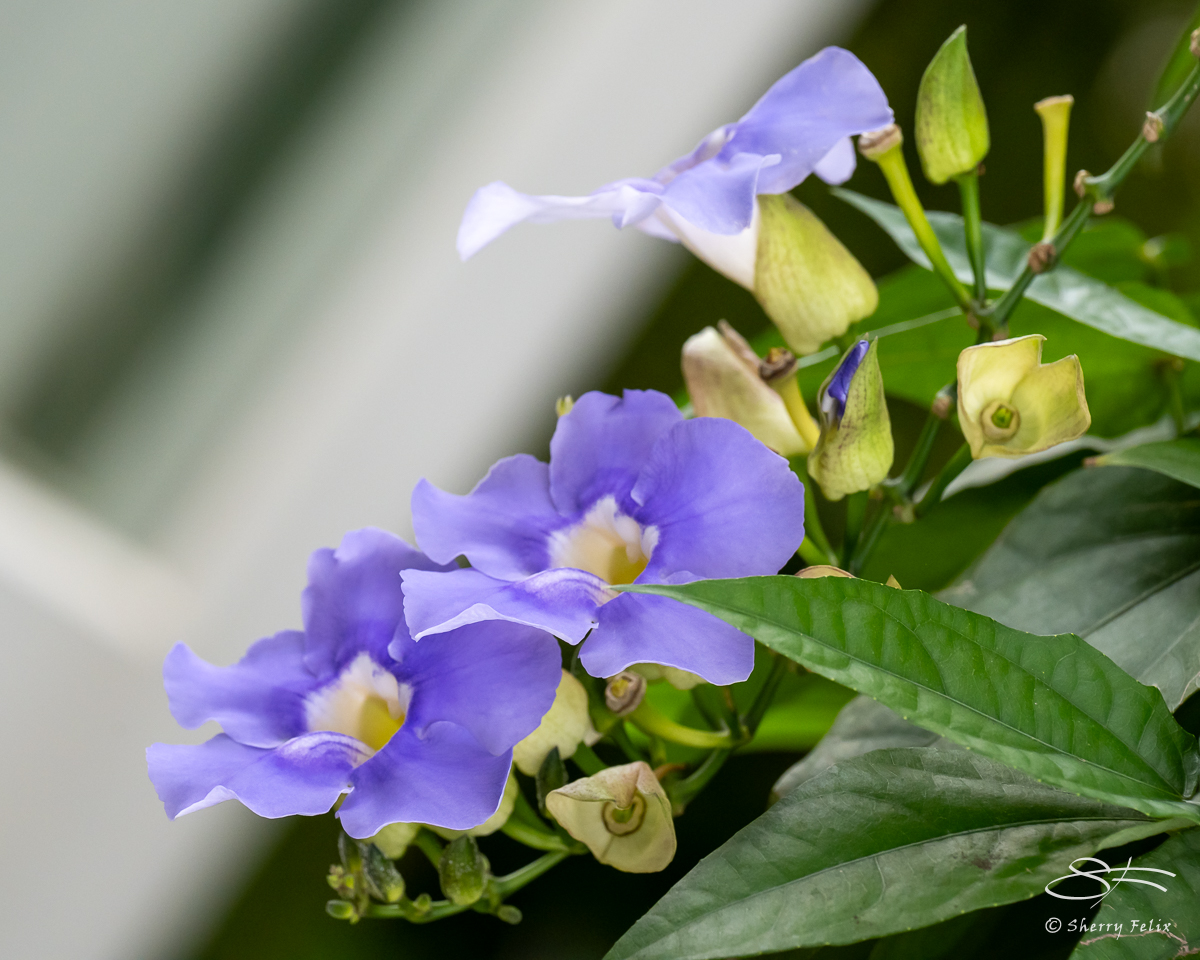 NYBG Blue – Sherry Felix – port4u