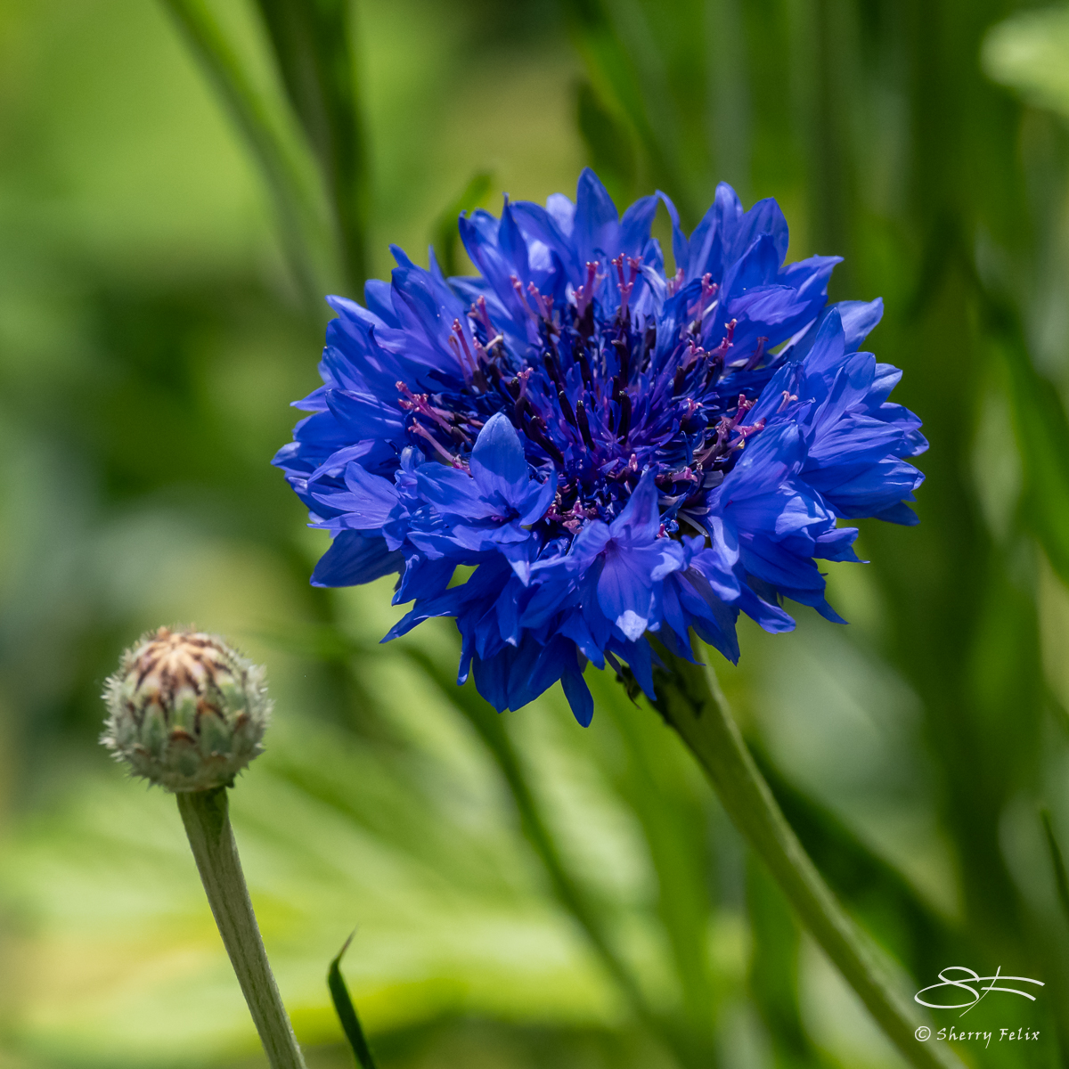 NYBG Blue – Sherry Felix – port4u