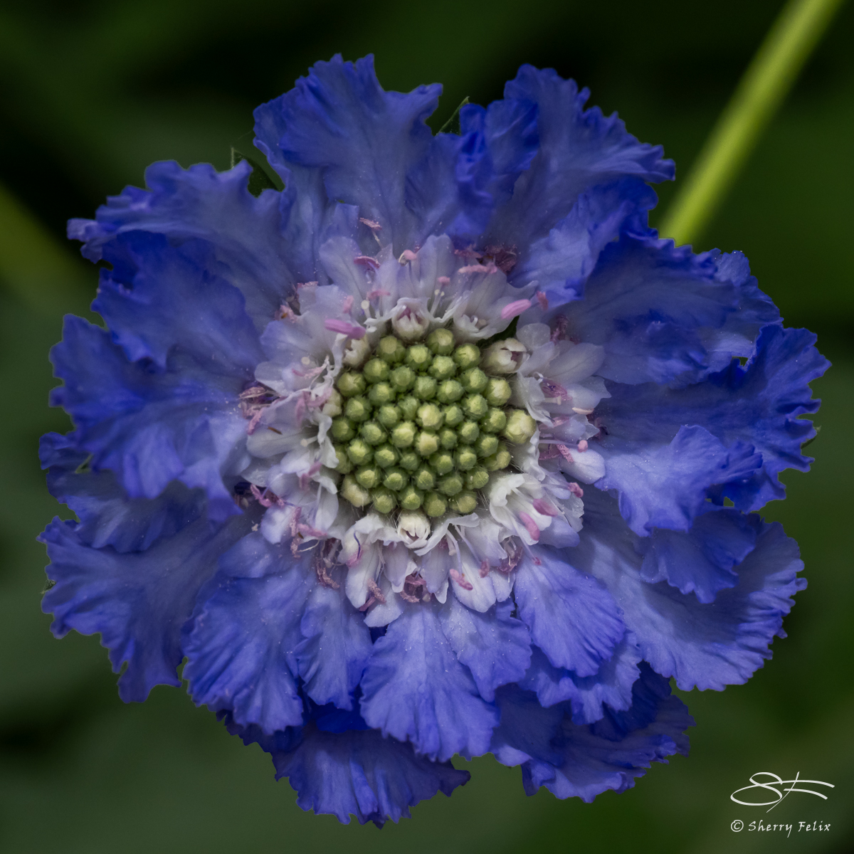 NYBG Blue – Sherry Felix – port4u