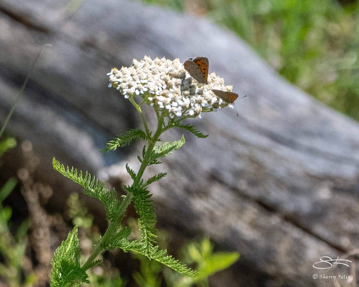 Sandy Hook Nature – Sherry Felix – port4u