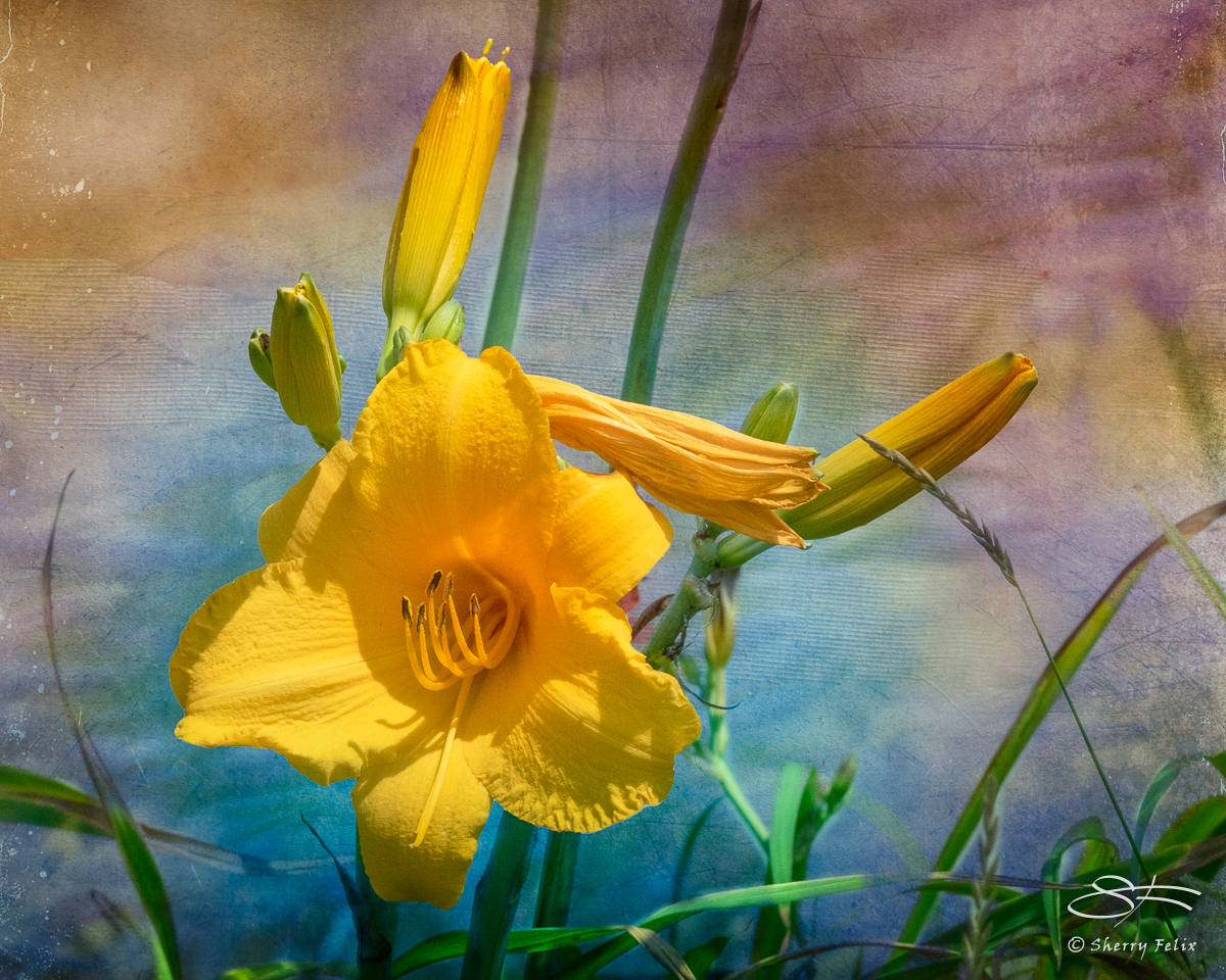 Hudson Flowers – Sherry Felix – port4u