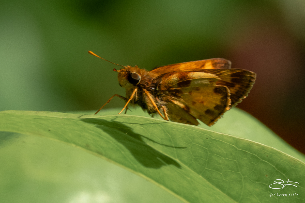 Halibut Point State Park – Sherry Felix – port4u