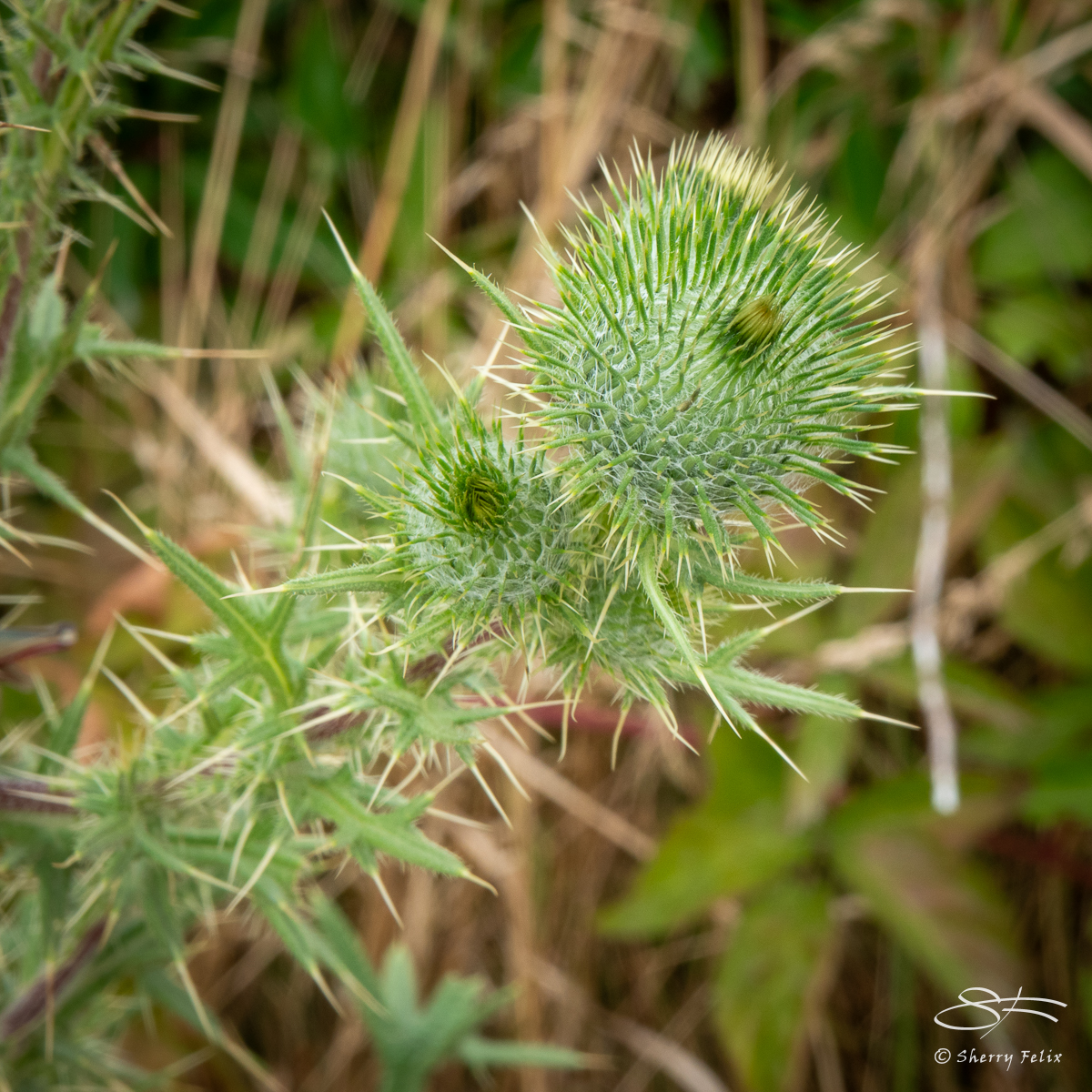 Halibut Point State Park – Sherry Felix – port4u