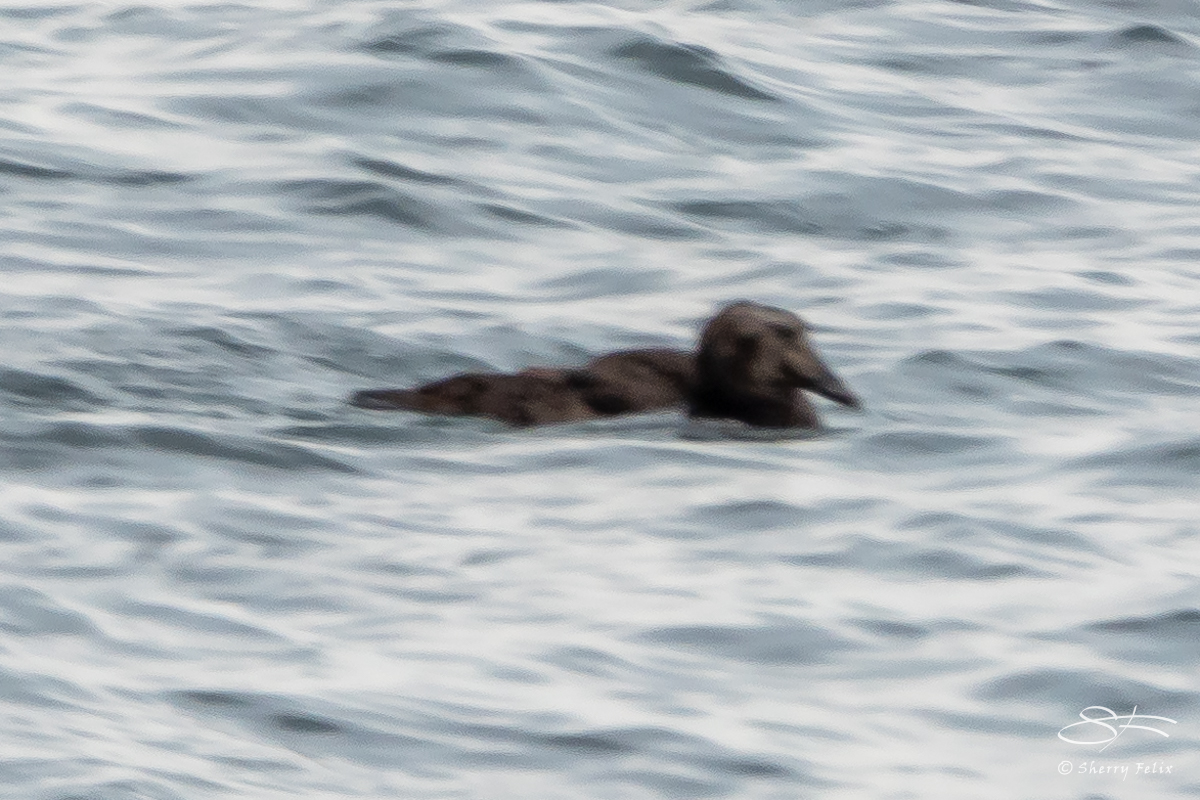 Halibut Point State Park – Sherry Felix – port4u