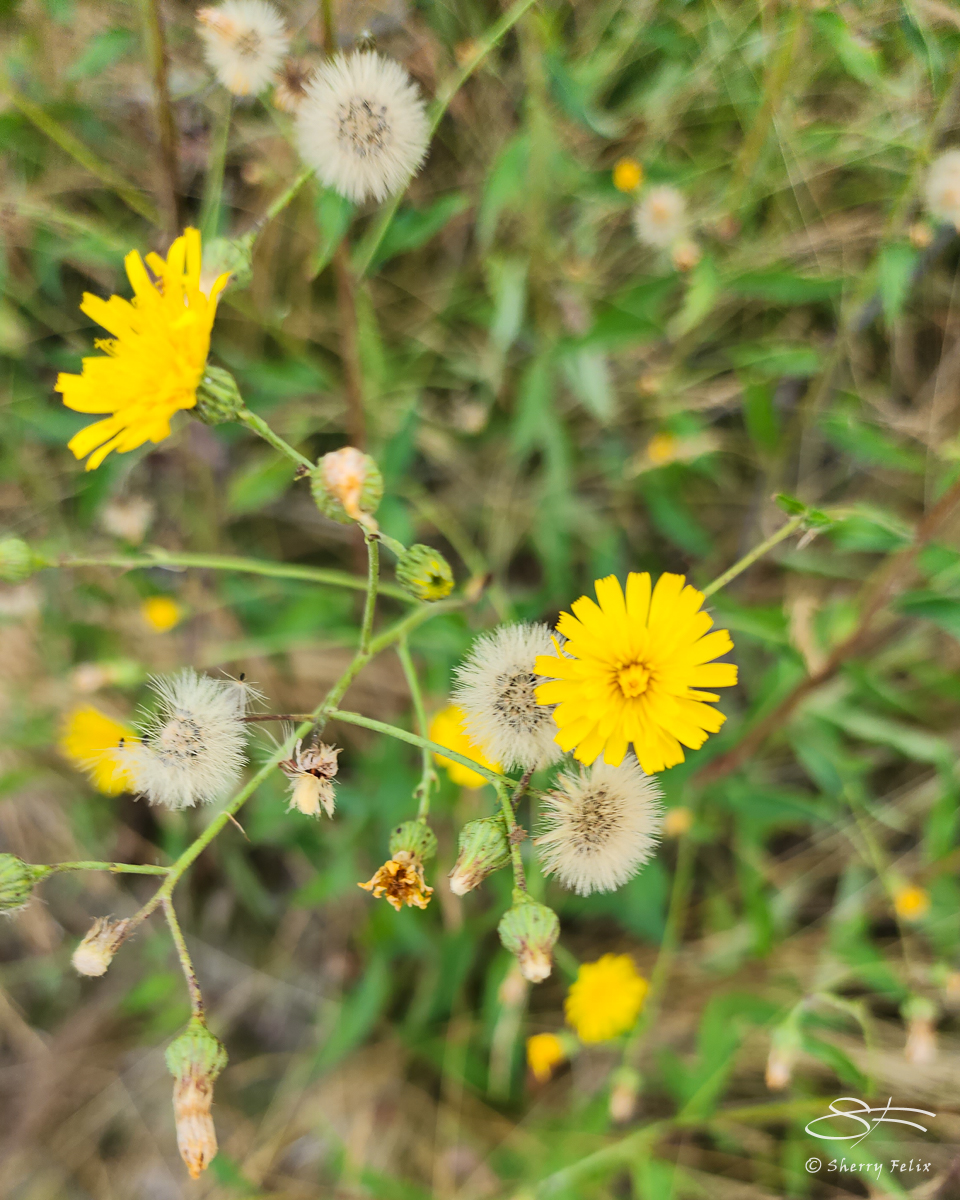Halibut Point State Park – Sherry Felix – port4u