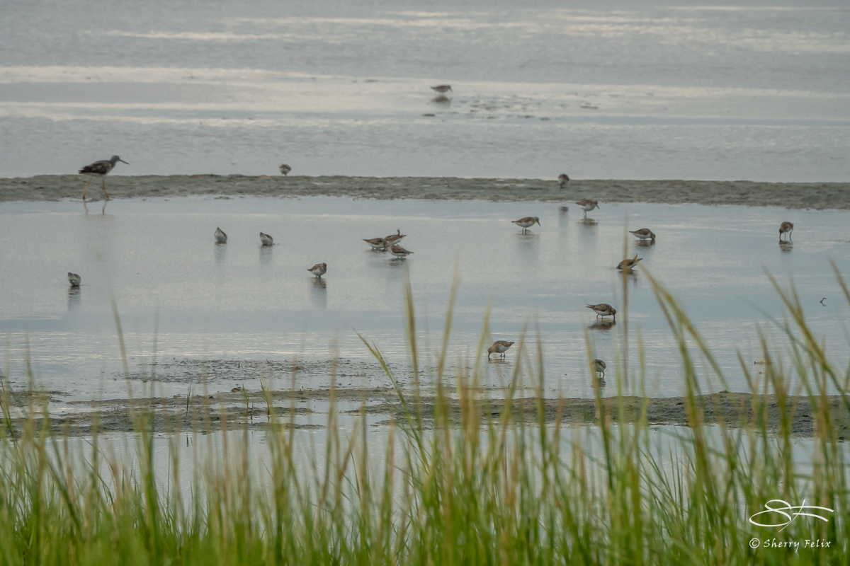 Parker River NWR – Sherry Felix – port4u