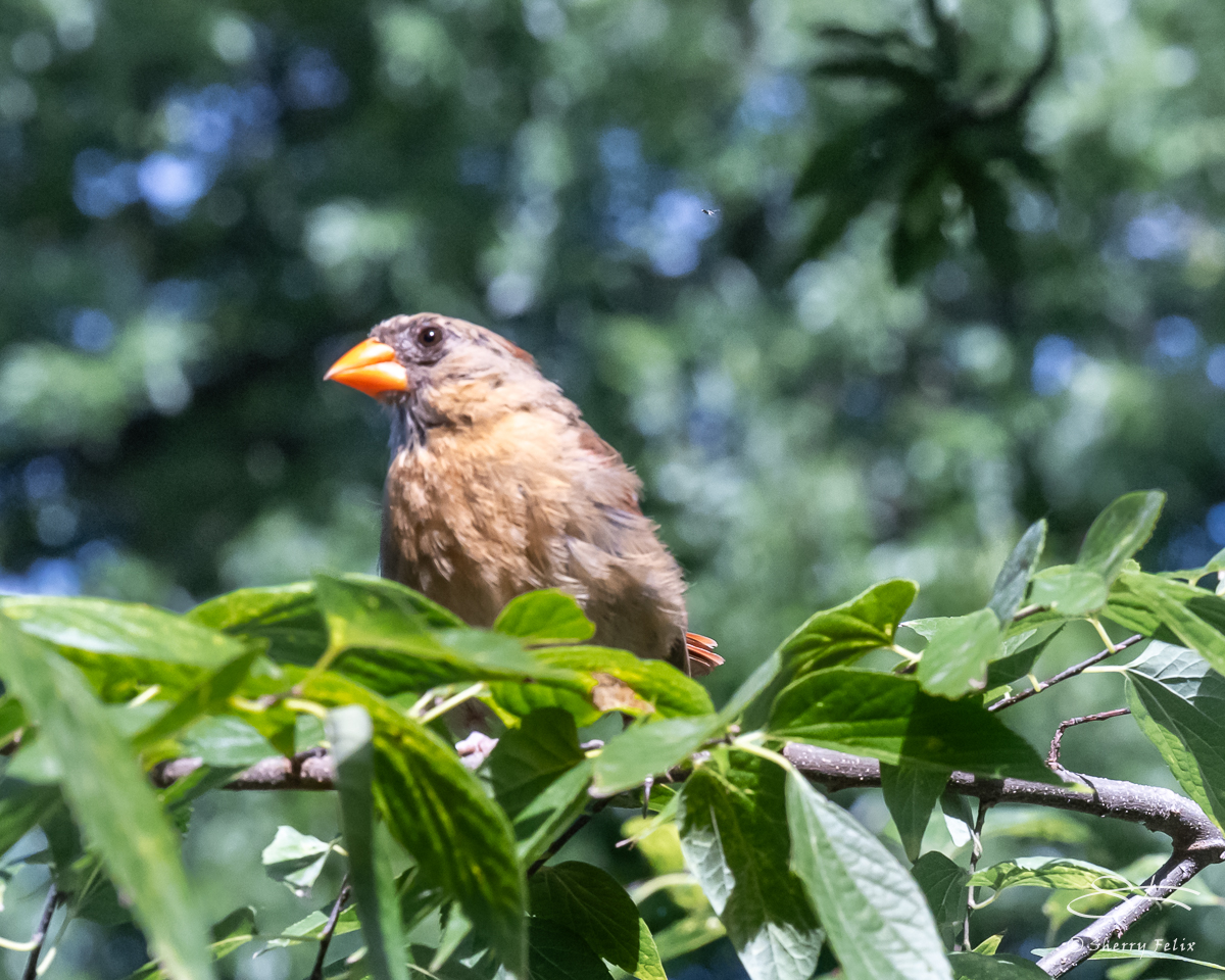 Central Park September Birds – Sherry Felix – port4u