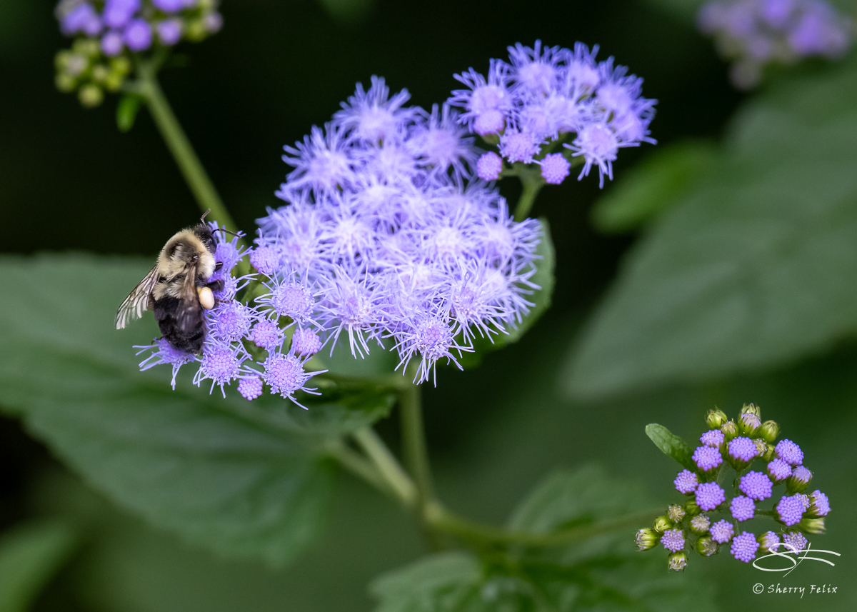 Central Park September Insects – Sherry Felix – port4u