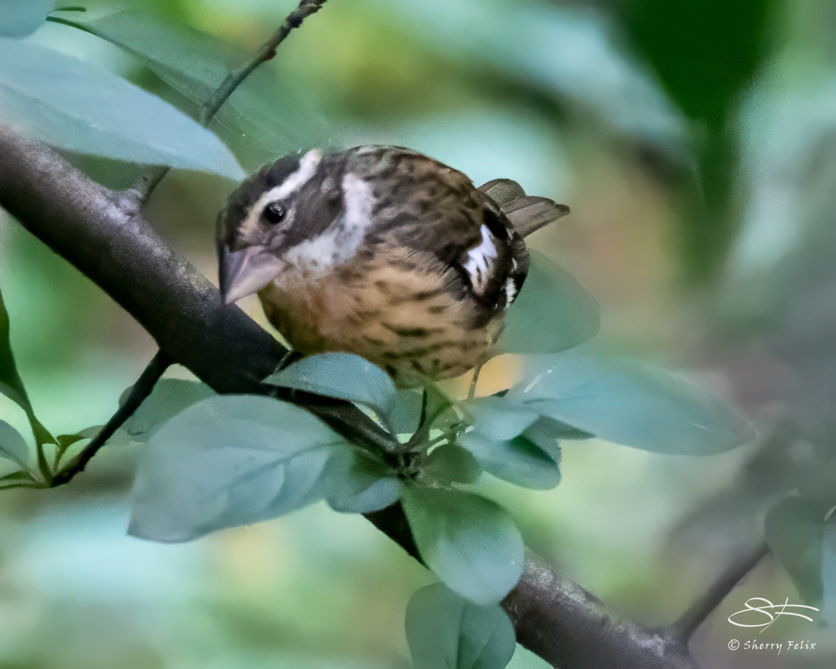 Central Park September Birds – Sherry Felix – port4u