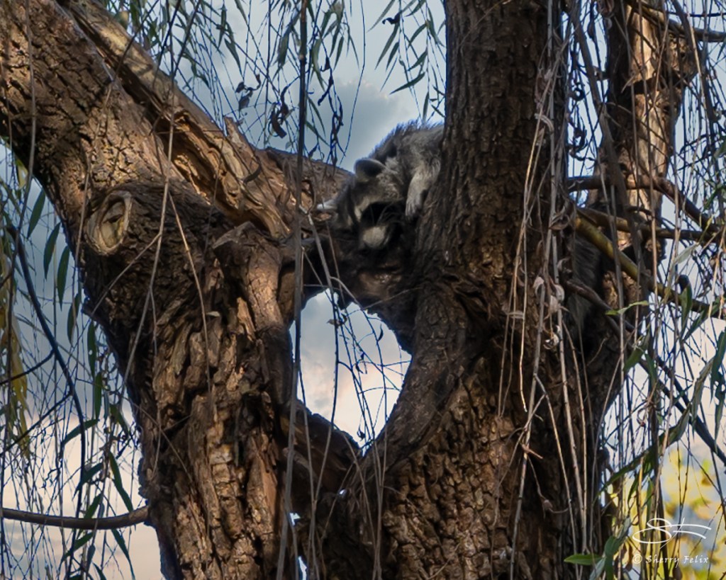 Central Park Creatures – Sherry Felix – port4u