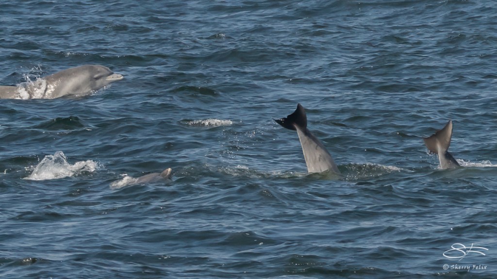 Bottlenose Dolphins – Sherry Felix – port4u