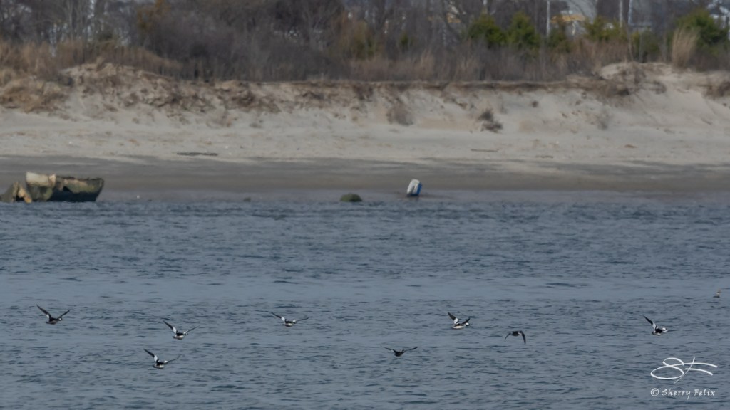Lower Bay Birds – Sherry Felix – port4u