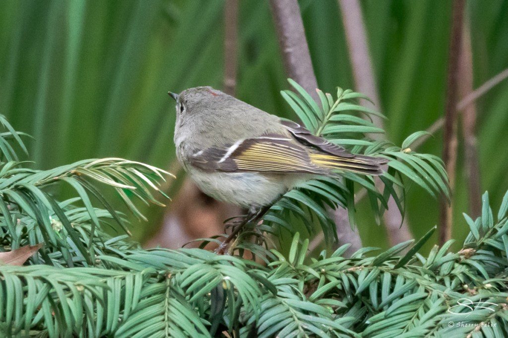 Birdwatching in Central Park: Kinglets and Sparrows Galore