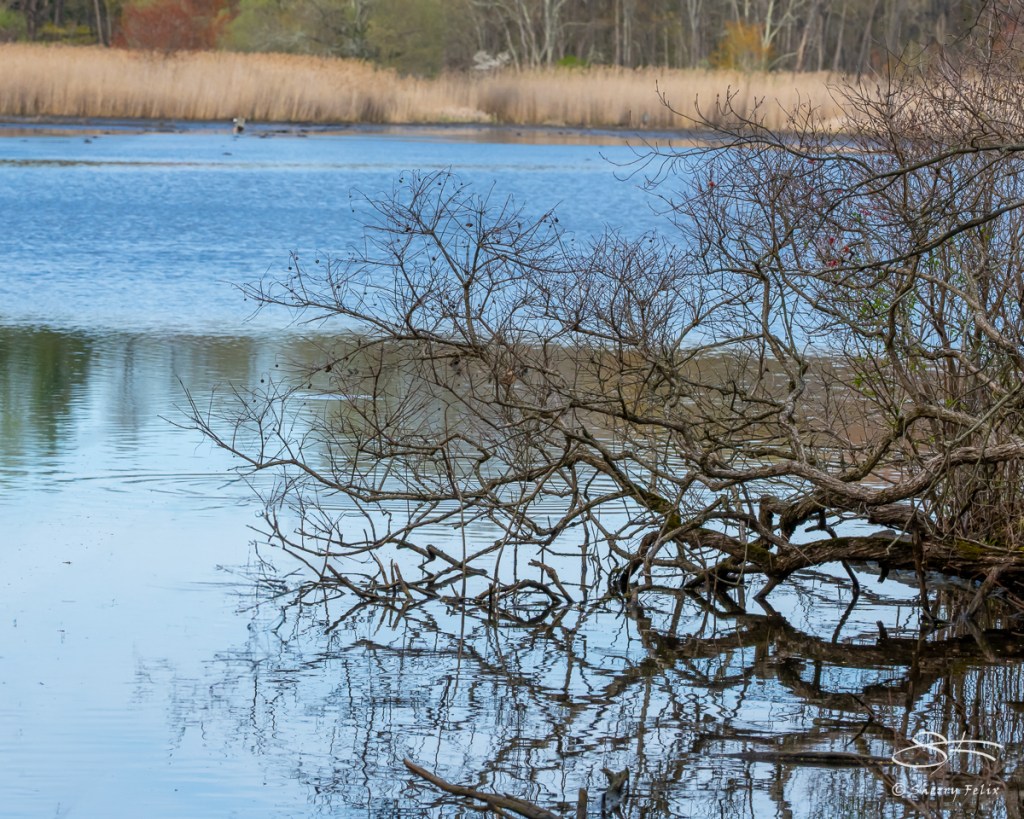 Discover the Celery Farm: A Hidden Gem in Allendale, NJ