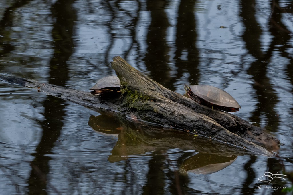 Exploring the Wildlife of The Celery Farm: Turtles & Owls