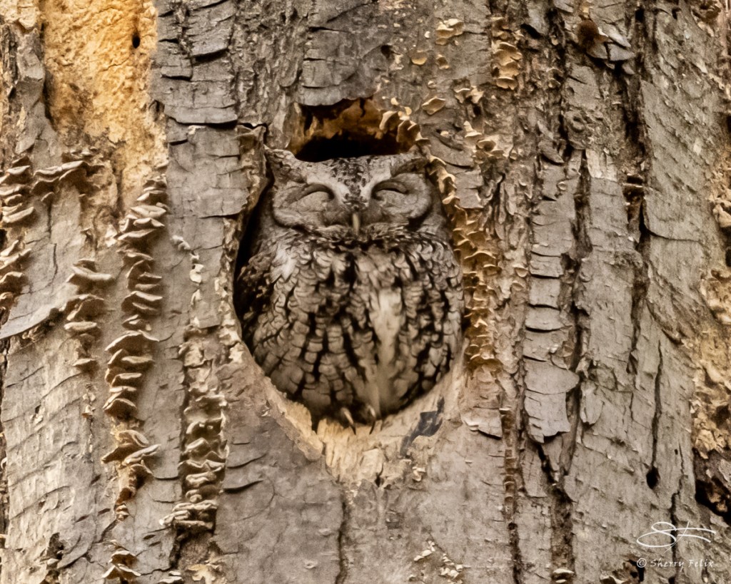 Exploring the Wildlife of The Celery Farm: Turtles & Owls