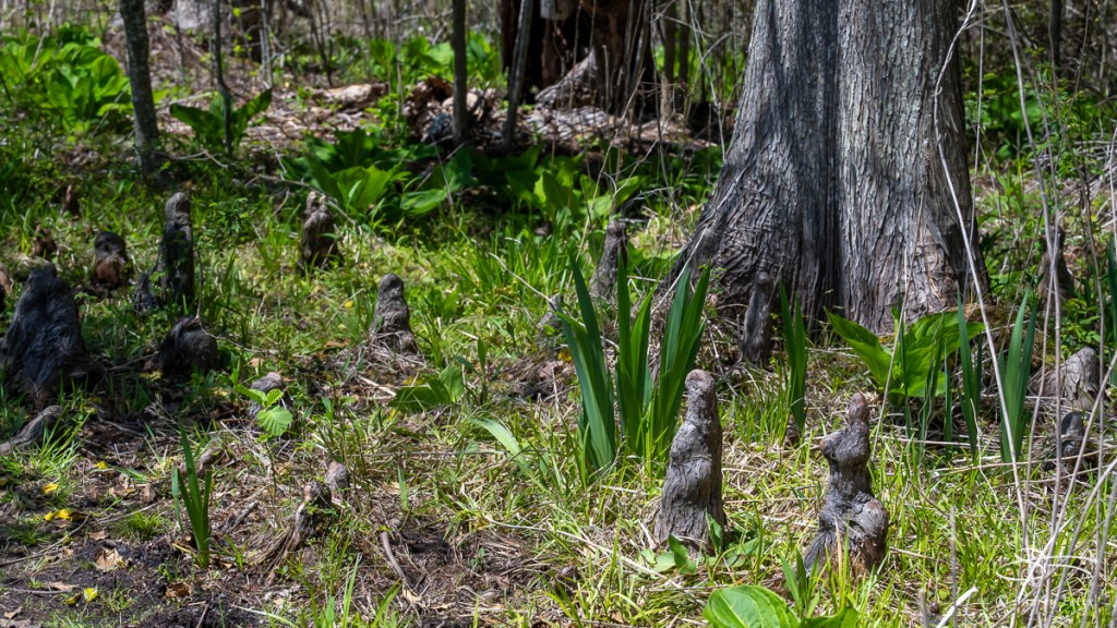 Exploring Bayard Cutting Arboretum: A Visual Journey