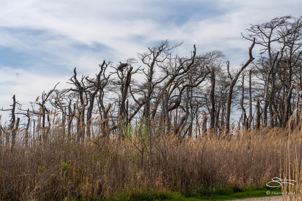 Exploring Heckscher State Park: Wildlife and Nature Views