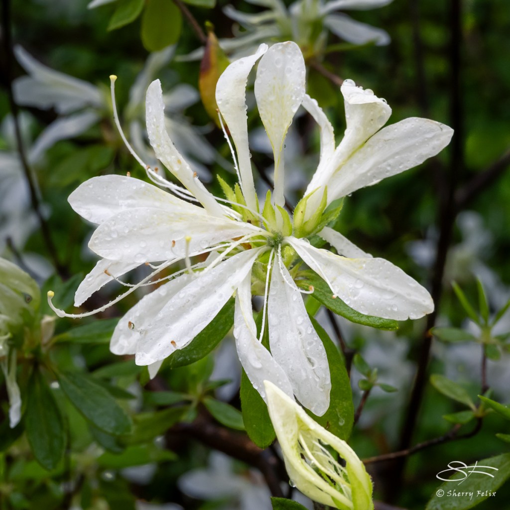 Exploring the Azalea Garden at New York Botanical Garden