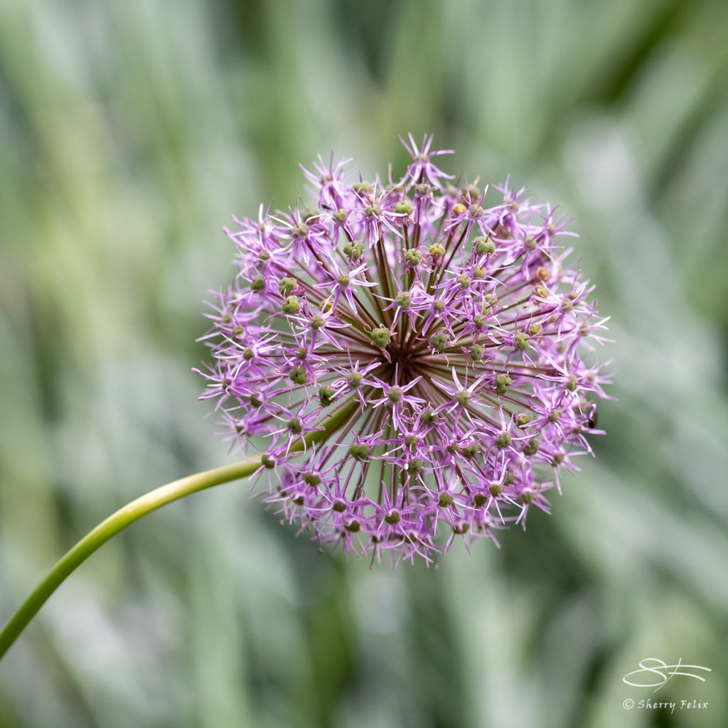 Discover the Beauty of NYBG Flowers After the Rain