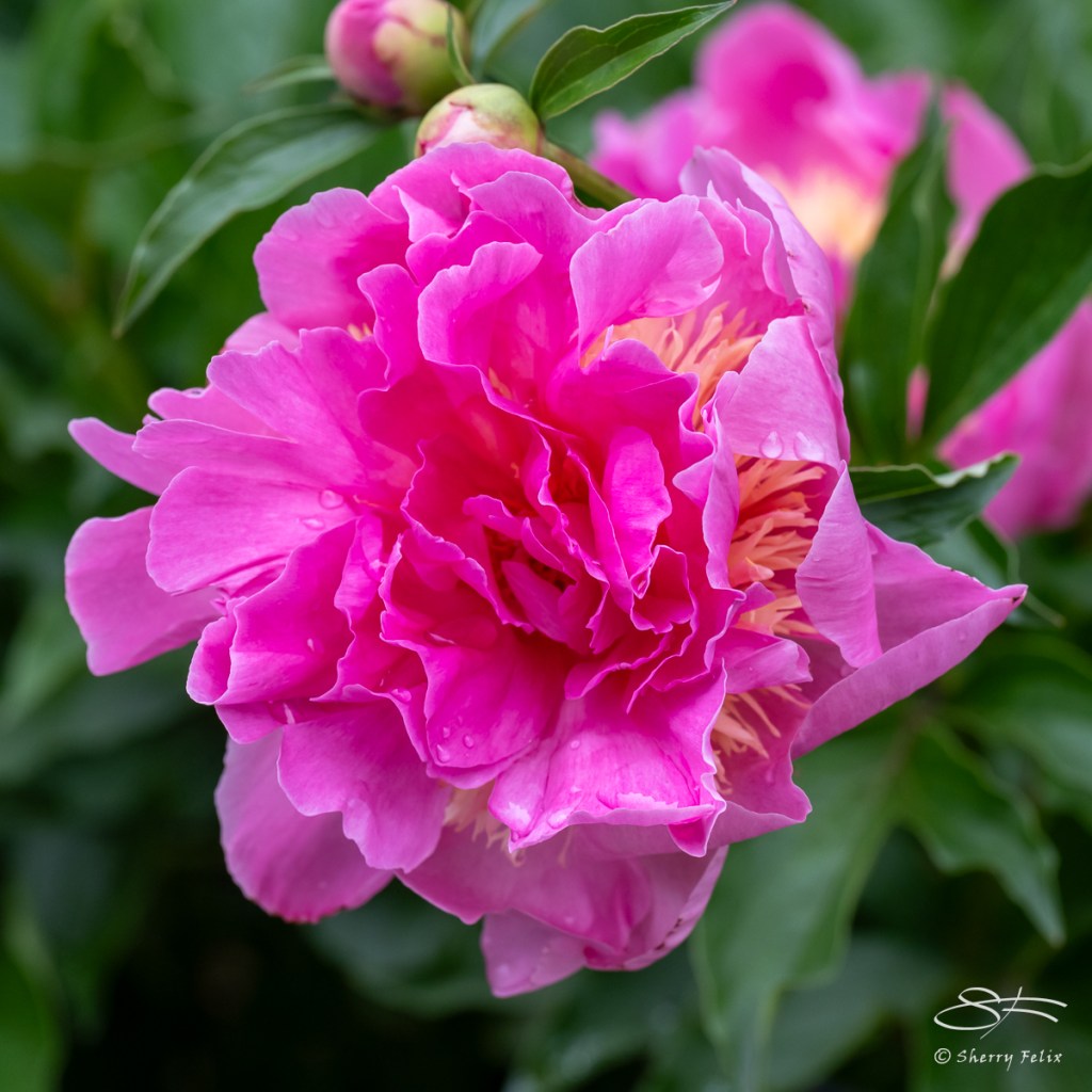 Explore the Stunning Peony Collection at NYBG in May